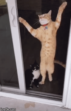 Spider Cat - Imgflip