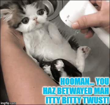 BETRAYED KITTEN - Imgflip