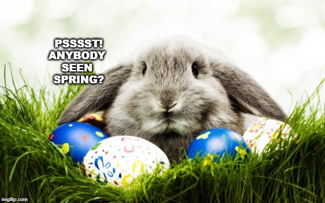 Easter bunny - Imgflip