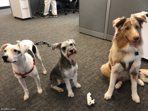 Office Dogs - Imgflip
