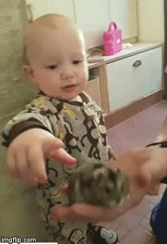 Baby Bites Hamster (Free Stuff) - Imgflip