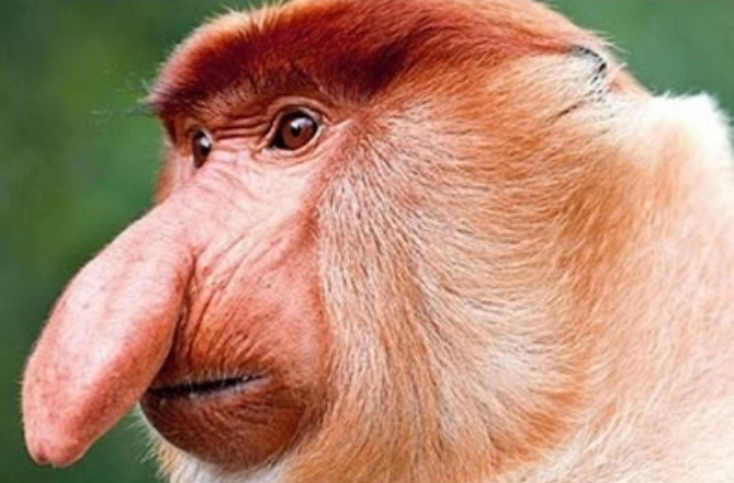 yyyyy Blank Template - Imgflip