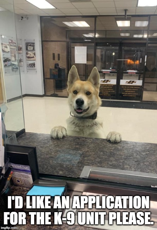 Dog goes viral after escaping owner to run to police department : r ...