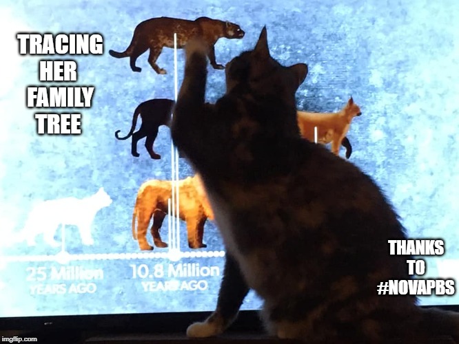 Tracing her family tree - Imgflip