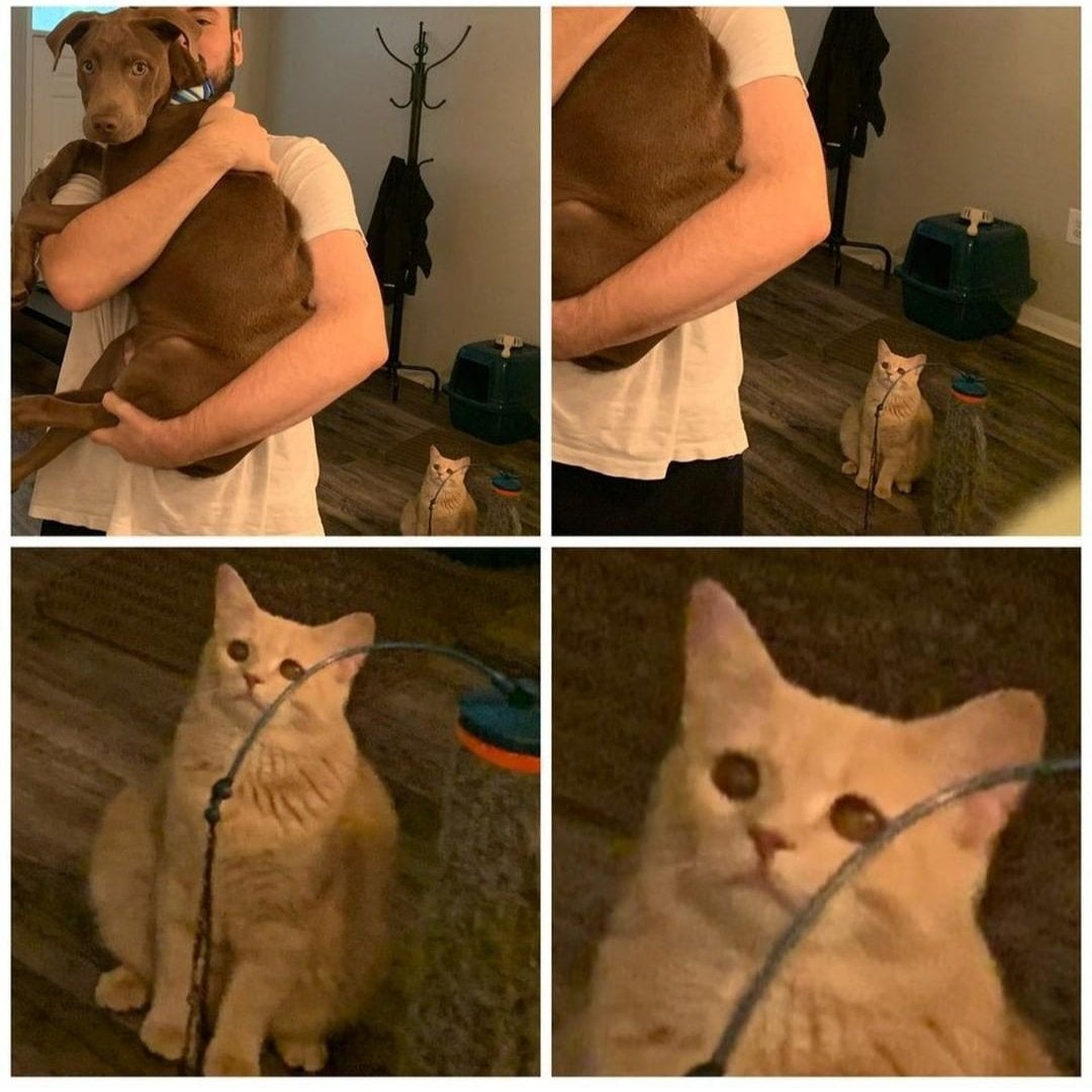 Sad Cat Meme Template
