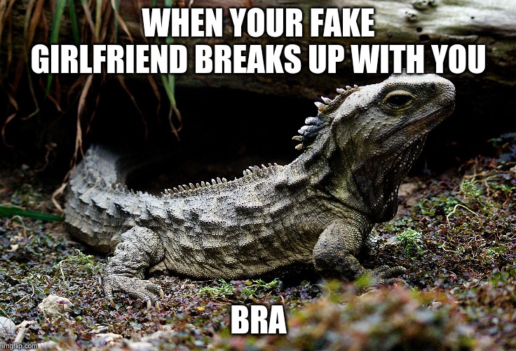 tuatara boiiiiiiiiiii - Imgflip