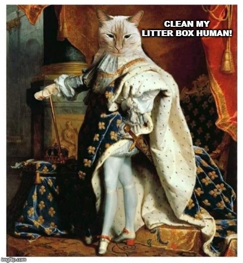 Cat - Imgflip