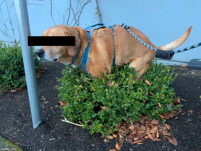 Poops in bushes : r/WhatsWrongWithYourDog