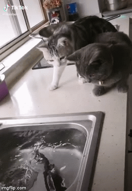 They Had Us In The First Half - Imgflip