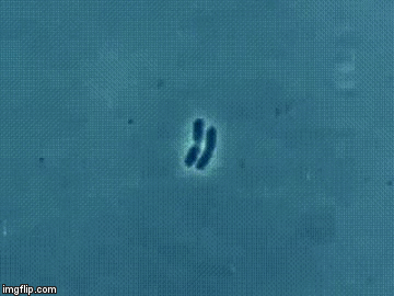 germs be like: - Imgflip