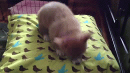 Puppy pillow fail - Imgflip