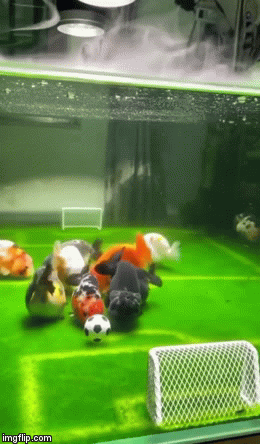 GOOOOOOOOOAAALLLLLLLd-fish. - Imgflip