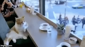 existential cat: how I feel on Wednesday - Imgflip