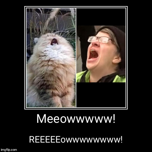 Meeowwwww! - Imgflip