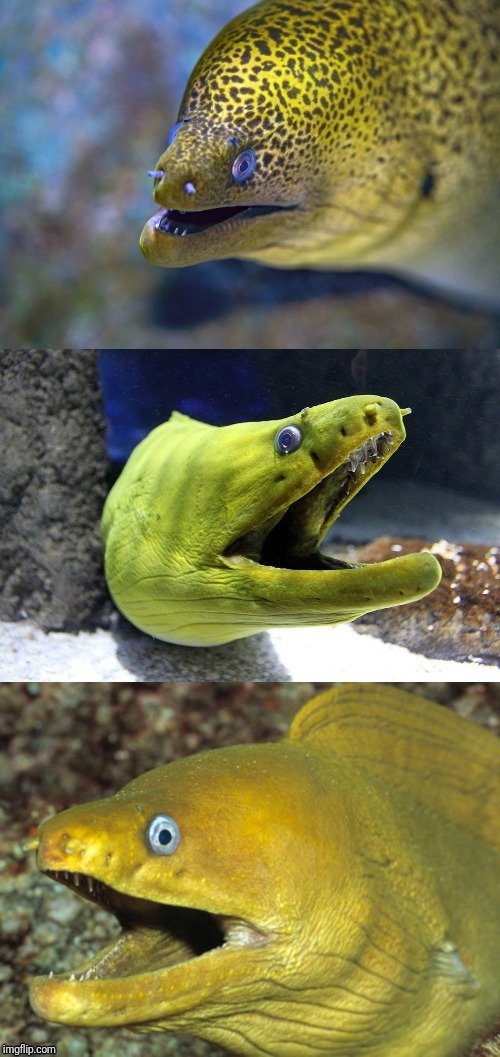 Image tagged in bad joke eel - Imgflip