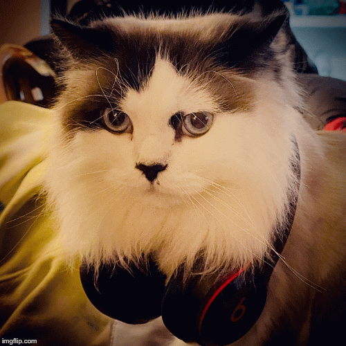 This cat loves the attention - Imgflip