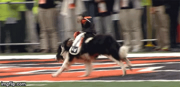 Monkey riding on a dog at the race - Imgflip