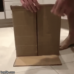 Animated GIF - Imgflip