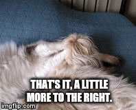 Pet therapy - Imgflip