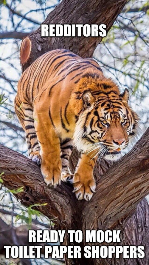 Tiger Wood - Imgflip