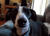 Finny the Italian Greyhound - Imgflip