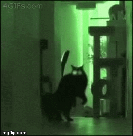 If Your Cat Does This Then Watch Out - Imgflip