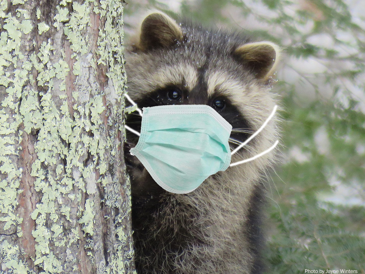 Raccoon Mask Blank Template Imgflip