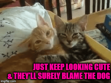Blame the dog - Imgflip