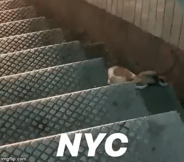 Animated GIF - Imgflip