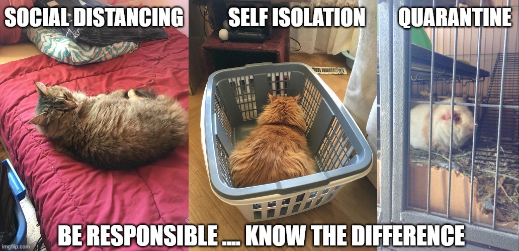 Image tagged in pets,psa,funny - Imgflip