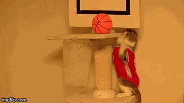 Cat showing its basketball skills - Imgflip