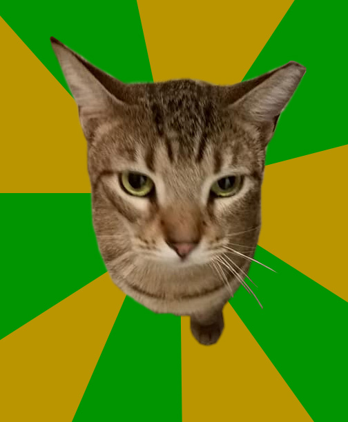 Max the Cat Blank Template - Imgflip