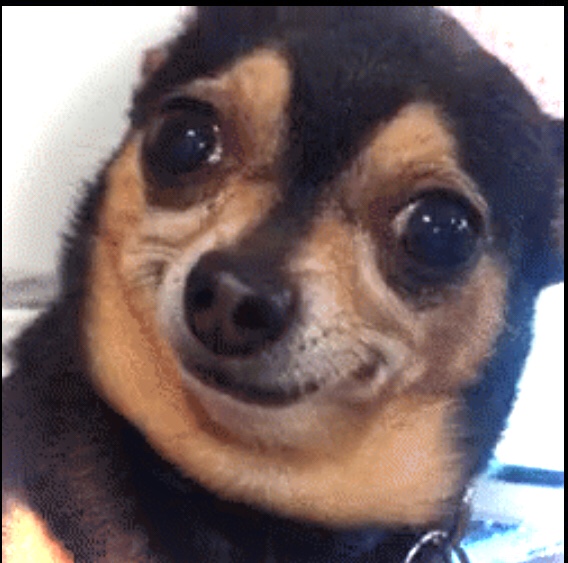 Triggered Dog Blank Template Imgflip