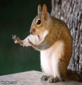 Squirrel - Imgflip