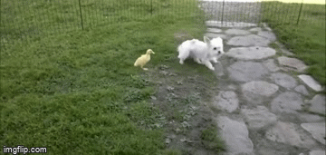 The Duck Chases - Imgflip