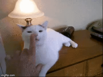 Everyone! Light switch cat on sale for just $9.99! Get yours today ...