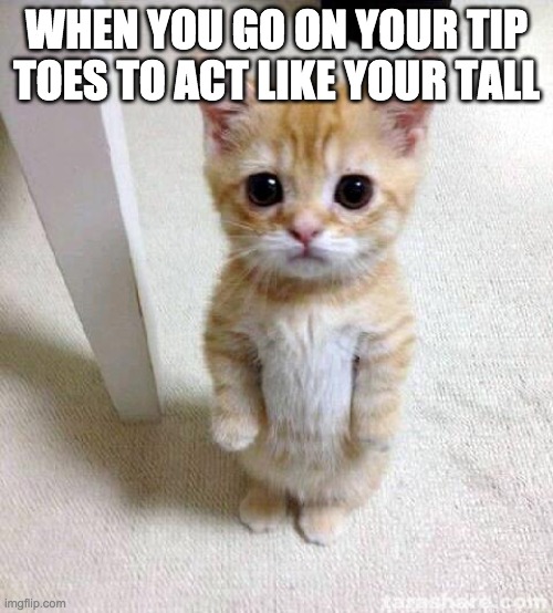 Cute Cat Meme - Imgflip