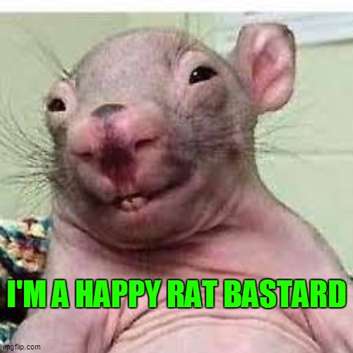 Rat Bastard Memes Rat Bastard Stickers For Sale | Redbubble