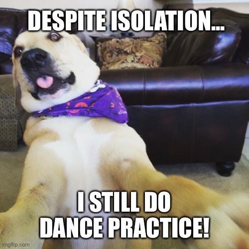 Funny dog meme - Imgflip