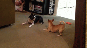 Meatball vs Tank - Imgflip