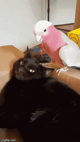 me: come on kitty go catch a bird. my cat: - Imgflip