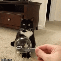 Playtime: Cat popping the bubble - Imgflip