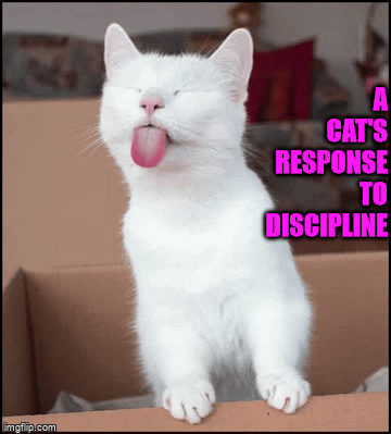 Cat's response - Imgflip