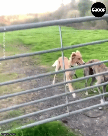 Animated GIF - Imgflip