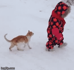 you just got RKOed by a Cat! - Imgflip