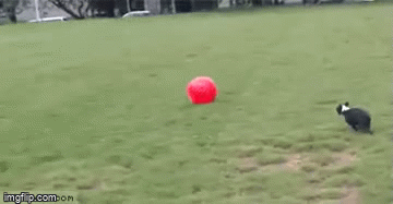 When dogs fly... - Imgflip