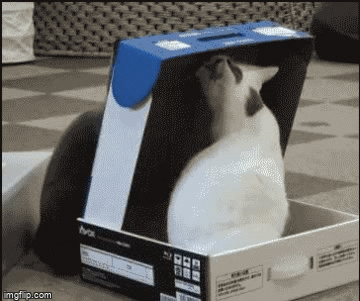The cats and the box - Imgflip