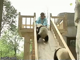 Backwards tumbling panda - Imgflip