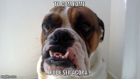 Image tagged in dog thor - Imgflip