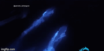 Newport Beach: Dolphins in bioluminescent waves - Imgflip